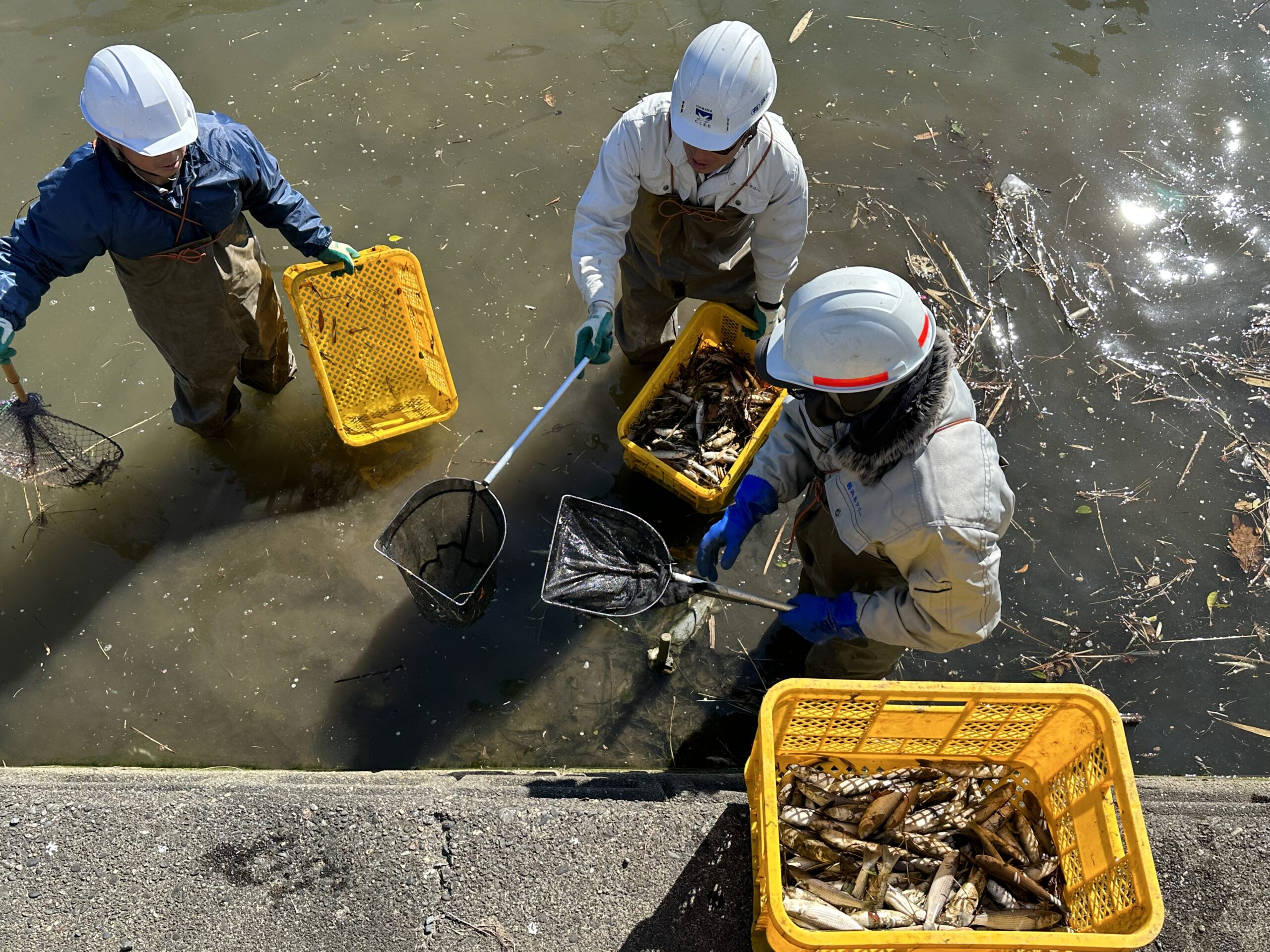 【写真あり】魚の死骸回収の様子 – 有限会社浜名クリー｜浜松市の産業廃棄物・一般廃棄物収集運搬