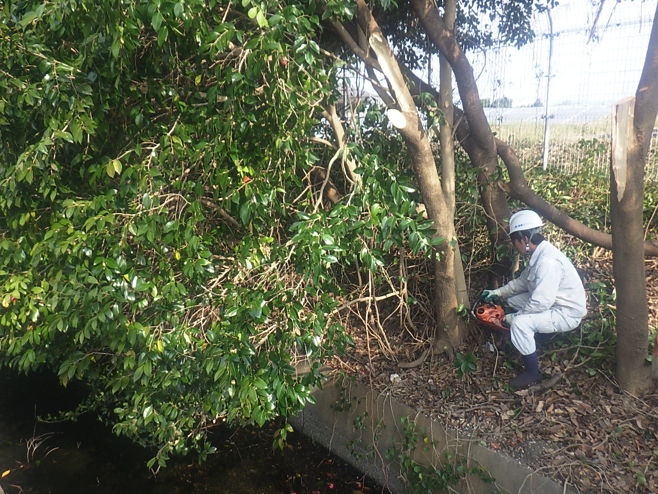 吹上 樹木伐採工事 3/17 – 有限会社浜名クリー｜浜松市の産業廃棄物・一般廃棄物収集運搬
